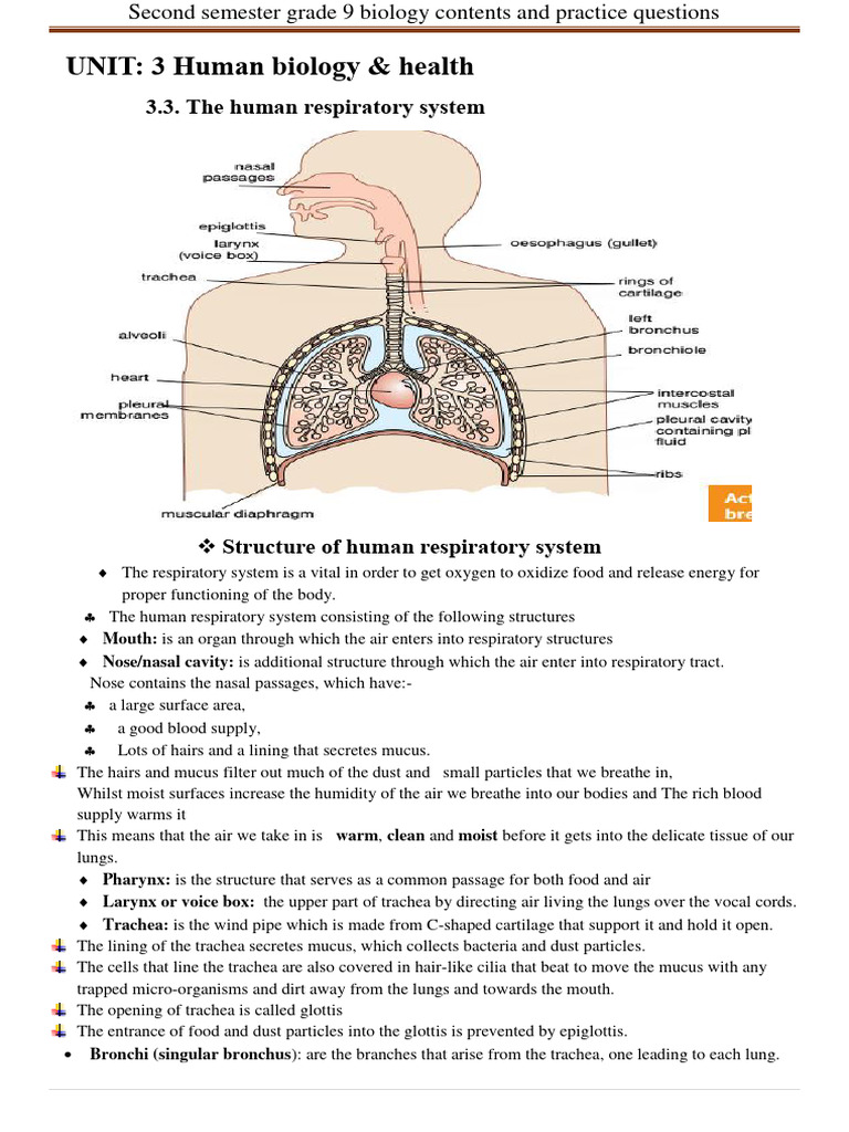 UNIT: 3 Human Biology & Health: 3.3. The Human Respiratory System | PDF ...
