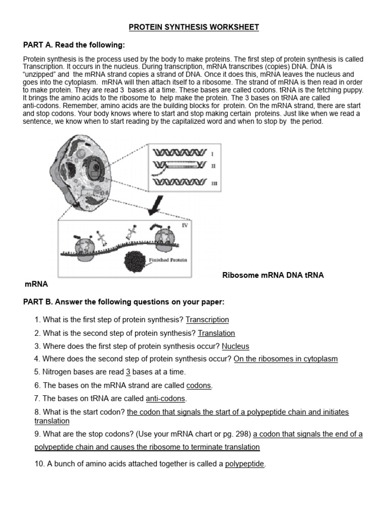 Protein Synthesis Worksheet.docx | PDF | Translation (Biology) | Rna