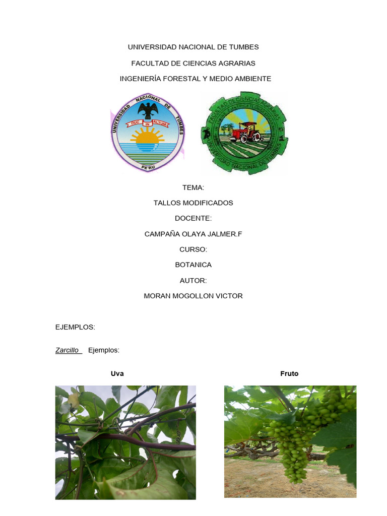Tipos de Tallos Modificados en Botánica | PDF