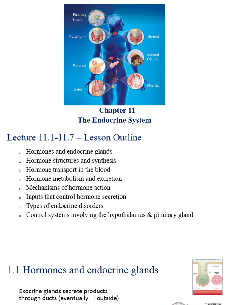BIO 3331 Lecture 11.1-11.7 Endocrine | PDF | Endocrine System | Hormone