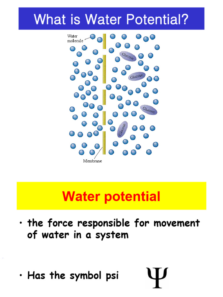 AP Bio Water Potential PPT Great!!What Is Water Potential | PDF ...