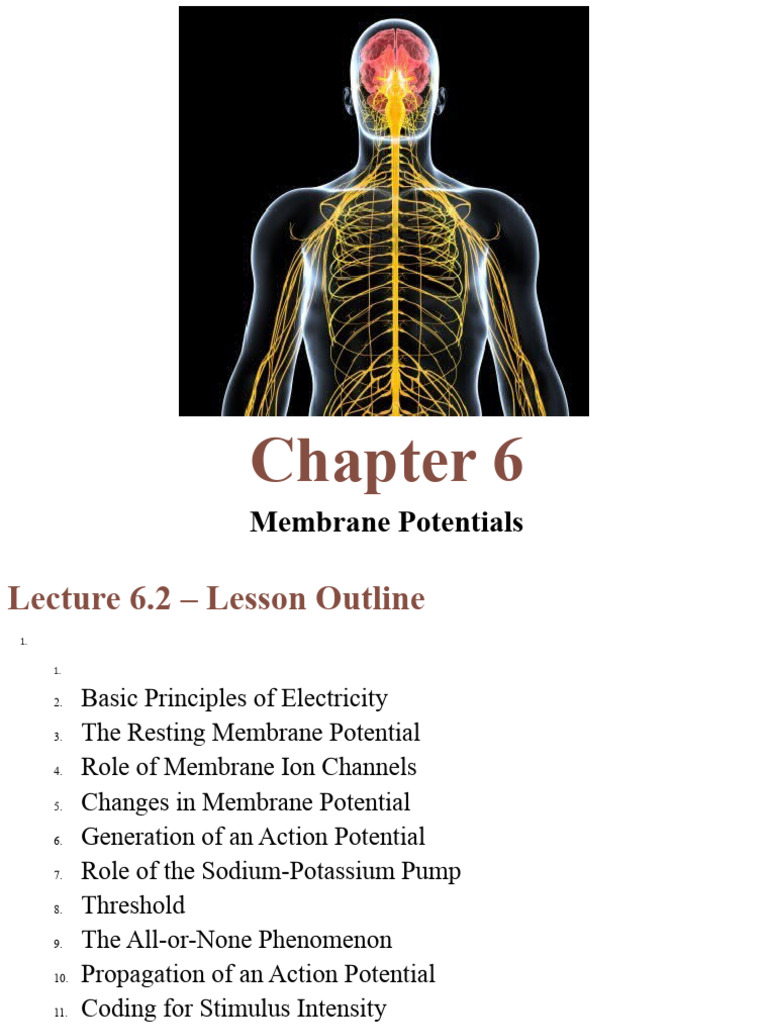 BIO 3331 Lecture 6.5-6.7 Nervous System | PDF | Action Potential ...