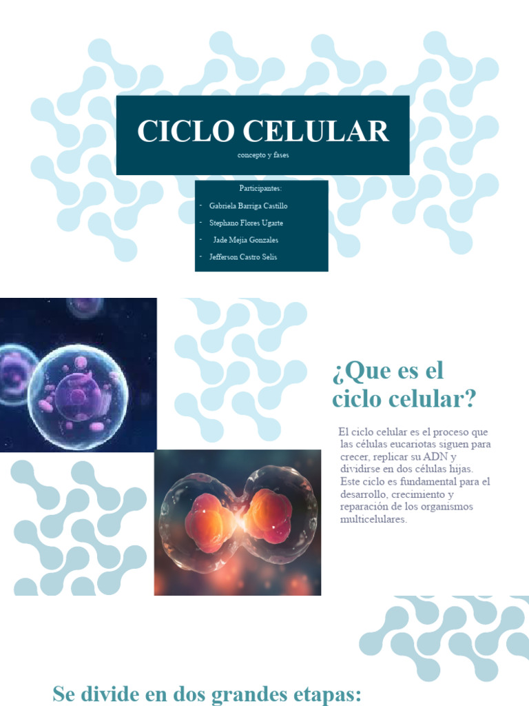 Ciclo Celular. BIOLOGIA G | PDF | Mitosis | Biología Celular