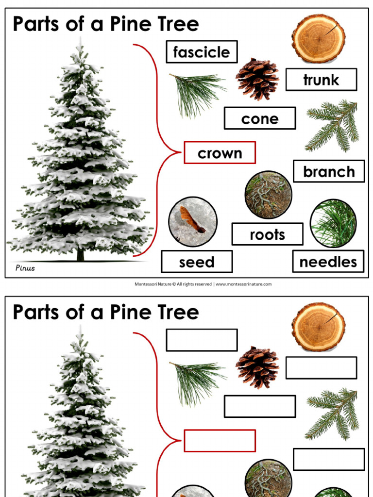 Pine Tree Life Cycle Parts of A Pine Tree Montessori Nature Free ...