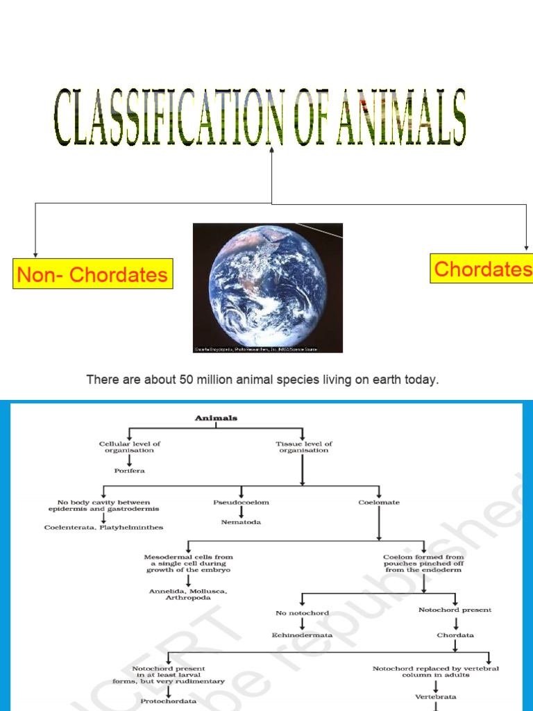 Classification of Animalia | PDF | Biology | Zoology