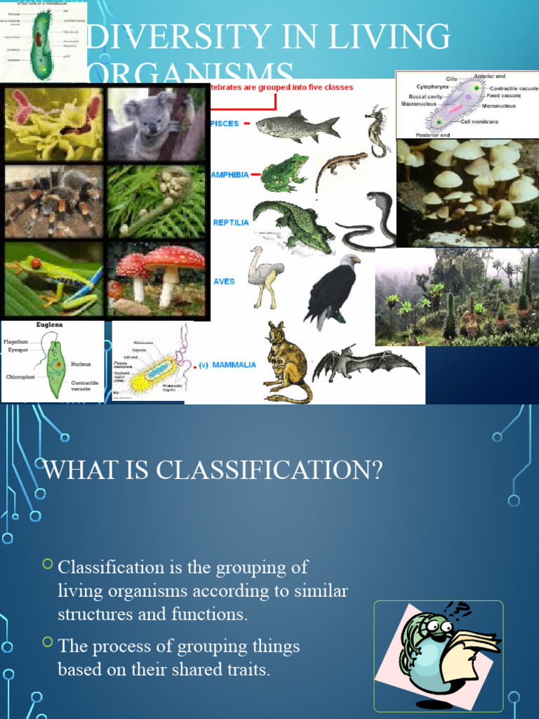Classification Introduction and Plant Kingdom | PDF | Seed | Botany