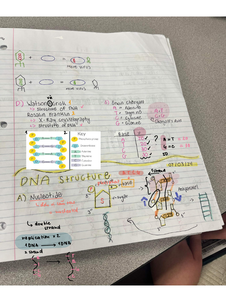 DNA (1) | PDF | Dna Replication | Dna