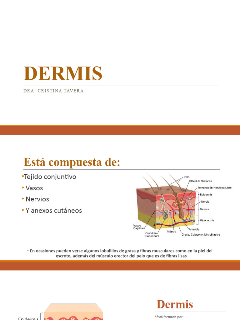 DERMIS - HIPODERMIS | PDF | Piel | Tejido conectivo