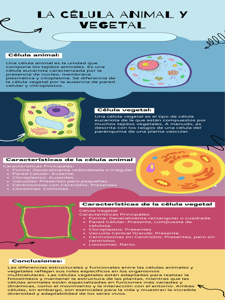 La CÉLULA Animal y Vegetal | PDF | Ciencia y matemáticas