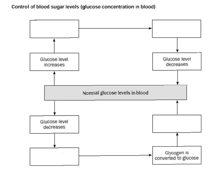 Control of Blood Glucose Activity | PDF