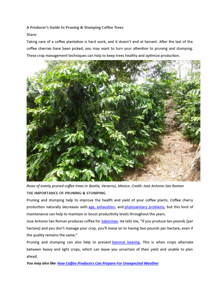 Pruning And Stumping Pdf Pruning Trees