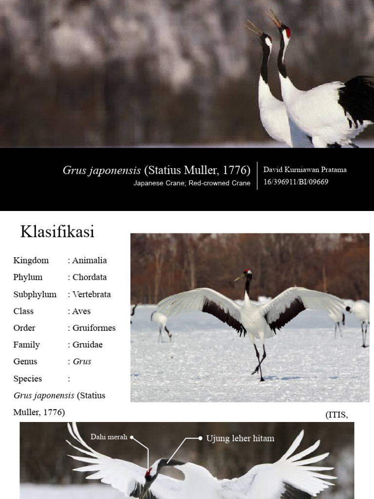 Grus Japonensis (Statius Muller, 1776) | PDF