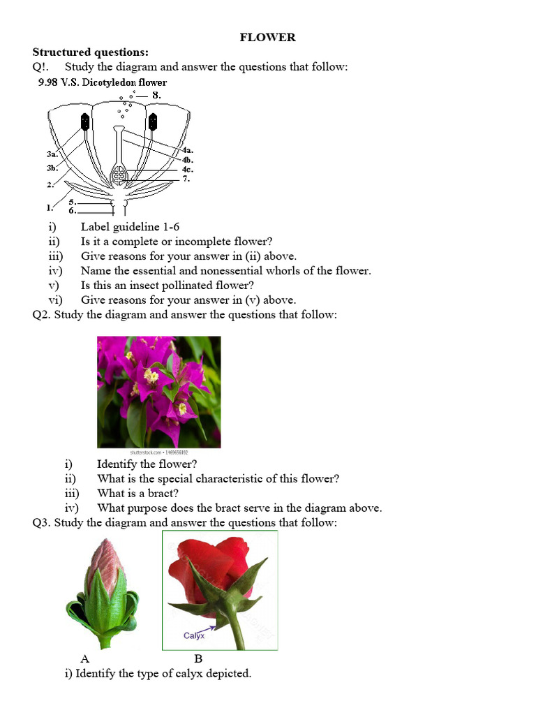 FLOWER.-STRUCTURED QUESTIONS | PDF