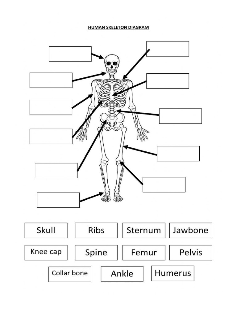 Skeleton Human Worksheet | PDF
