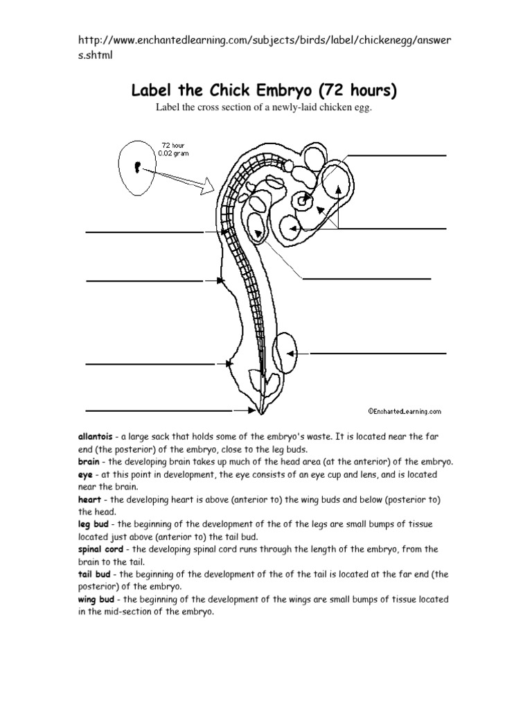 Label The Chick Embryo (72 Hours) : S.SHTML | PDF