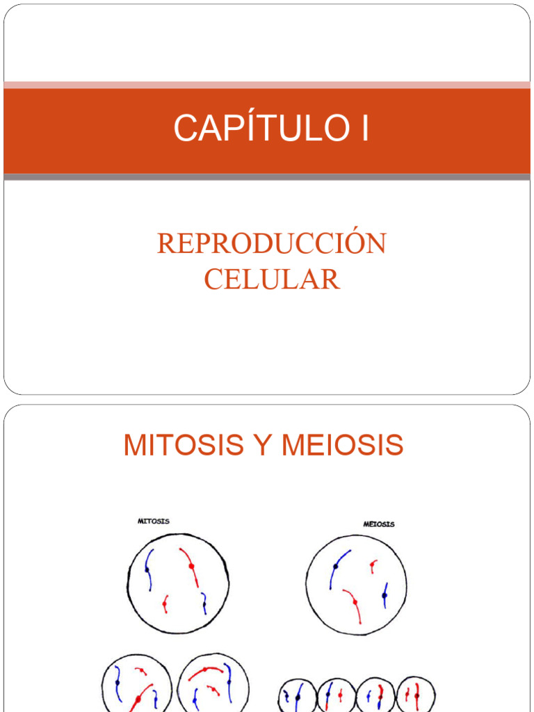 Reproducción Celular (Mitosis y Meiosis) | PDF | Mitosis | Mitosis