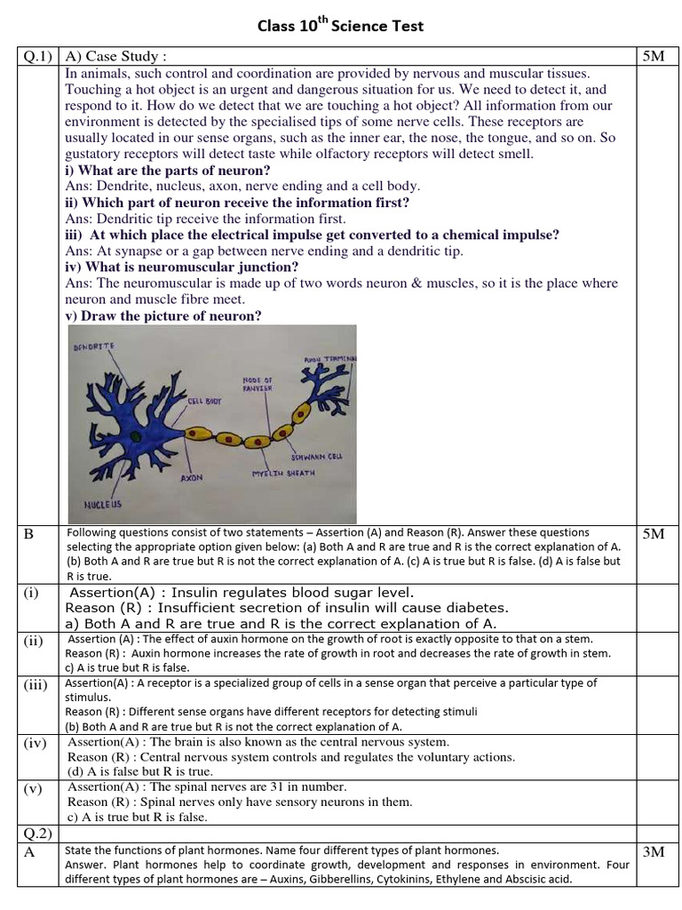 10th Science Answersheet of Control and coordination | PDF | Neuron ...