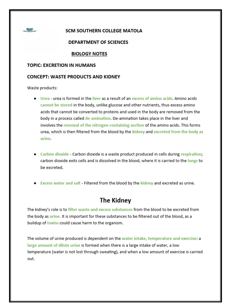 Human Excretion and Kidney Function | PDF | Kidney | Excretion