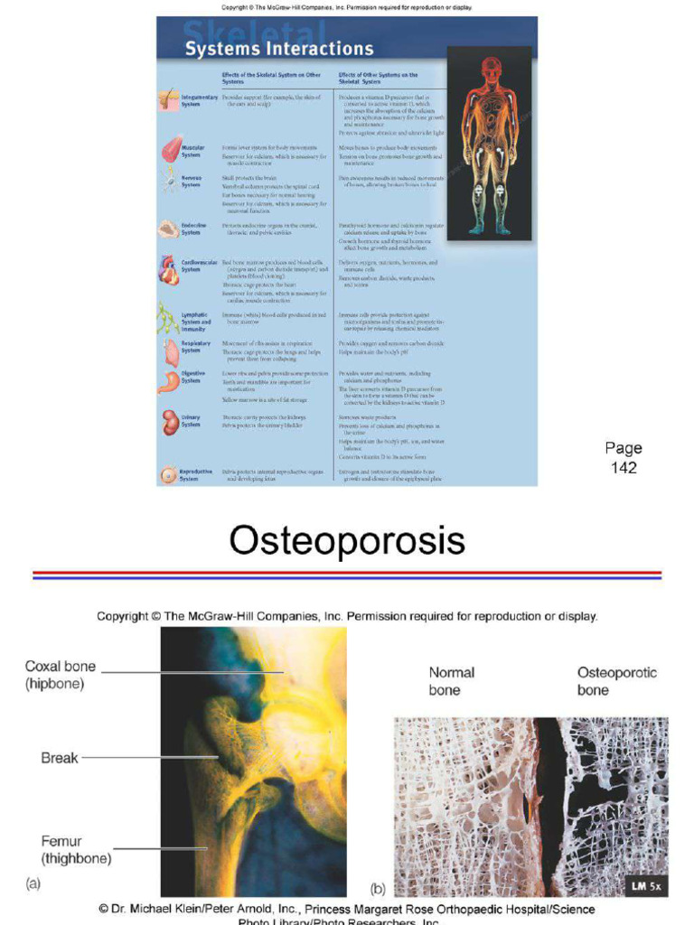 Histology and Physiology of Bones | PDF