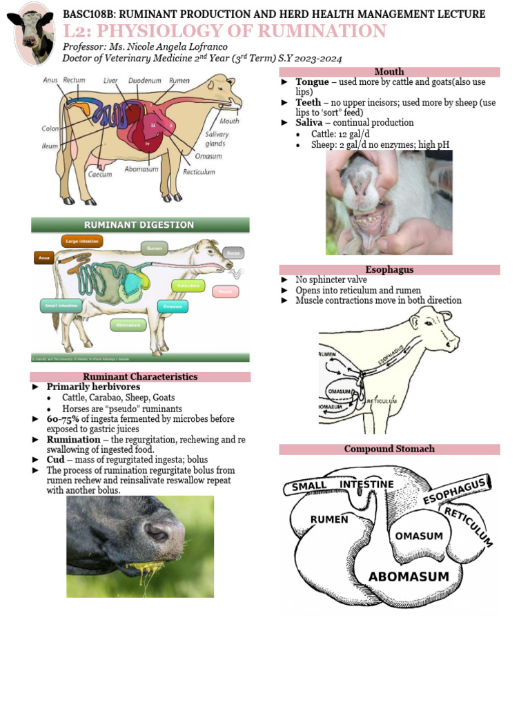 BASC108A - Physiology of Rumination | PDF | Ruminant | Gastrointestinal ...
