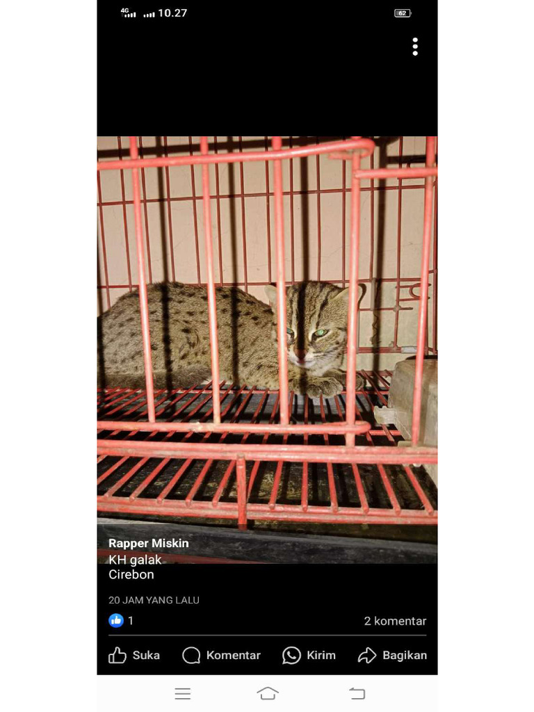 Kucing Hutan | PDF