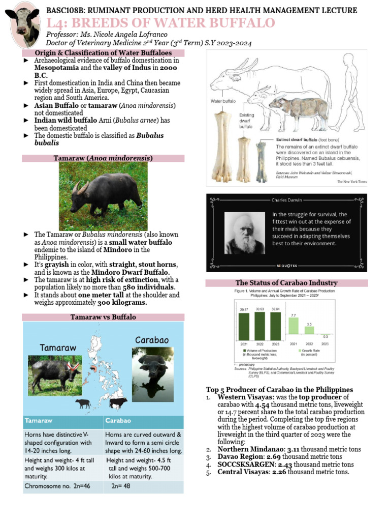 Breeds of Water Buffalo Overview | PDF | Bovines