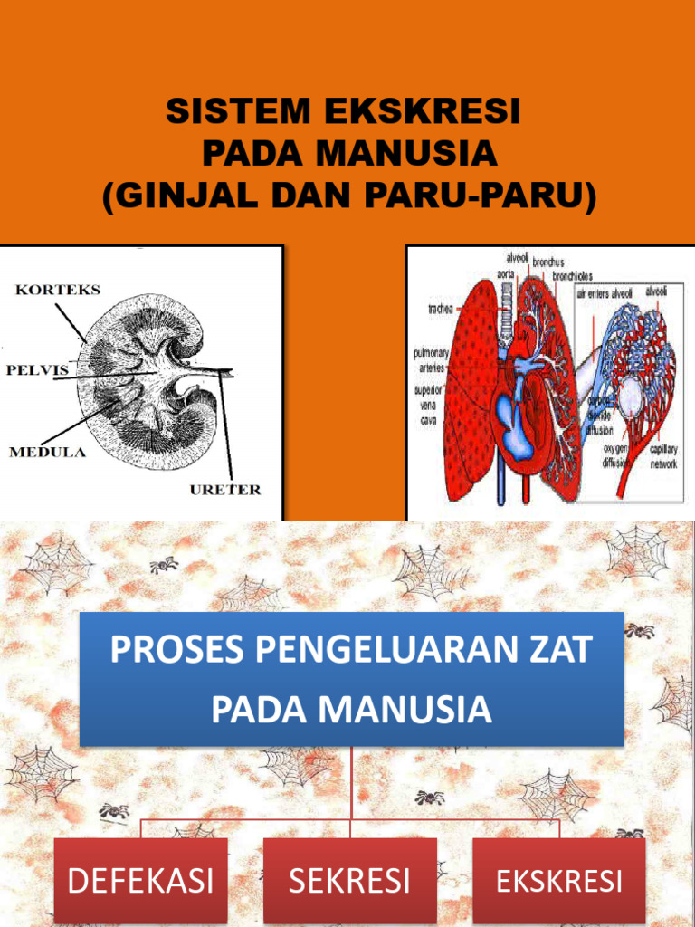 Ginjal Paru-Paru | PDF