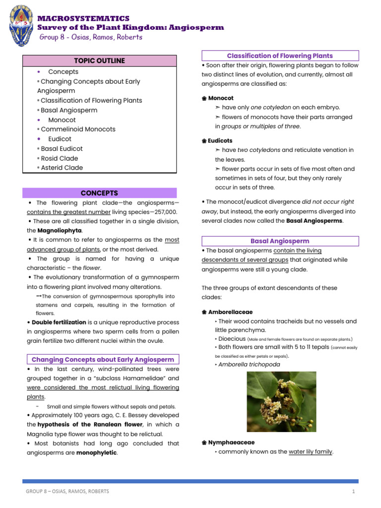 Angiosperm | PDF | Flowers | Leaf