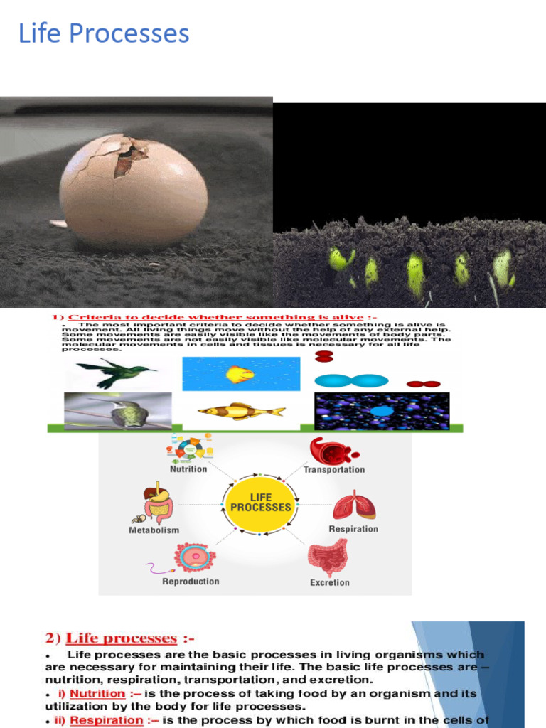 Life Processes X | PDF