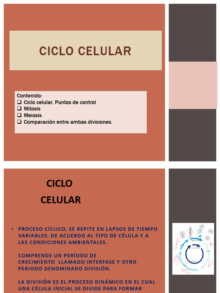 Ciclo Celular (2) | PDF | Mitosis | Mitosis