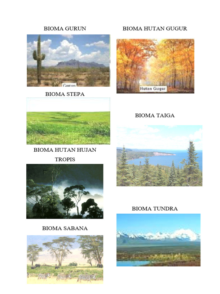 BIOMA | PDF | Griya & Taman | Sains & Matematika