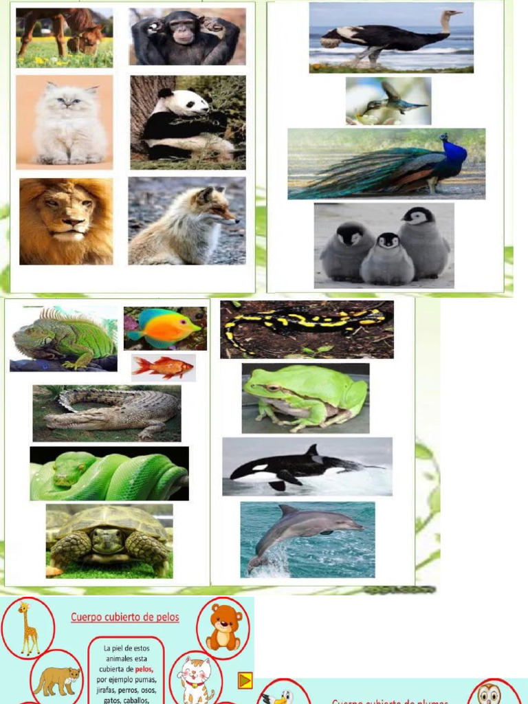 Cubierta Corporal de Los Animales | PDF