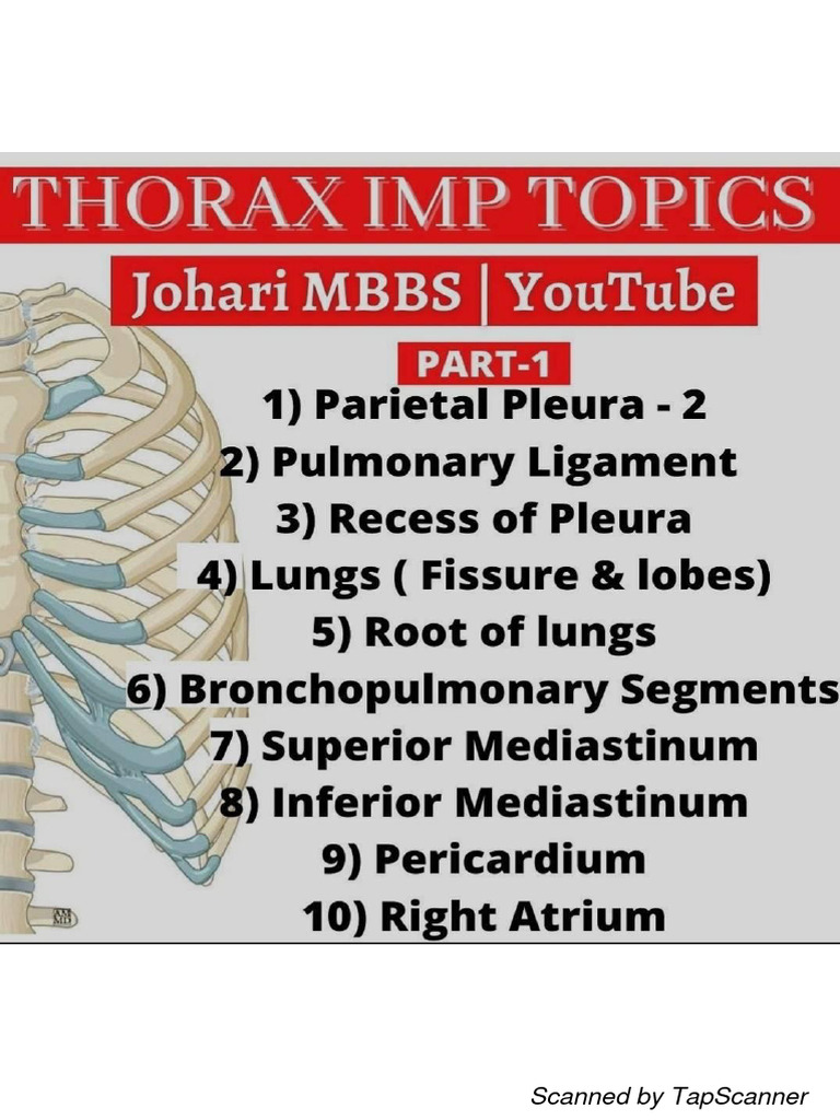 Thorax Anatomy L Johari Mbbs - 240324 - 113516 | PDF