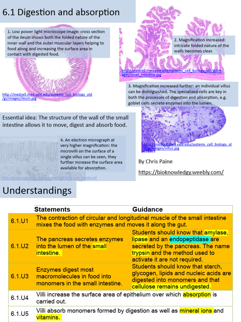 6.1 Digestion and Absorption STUDENT | PDF | Digestion | Cell Membrane