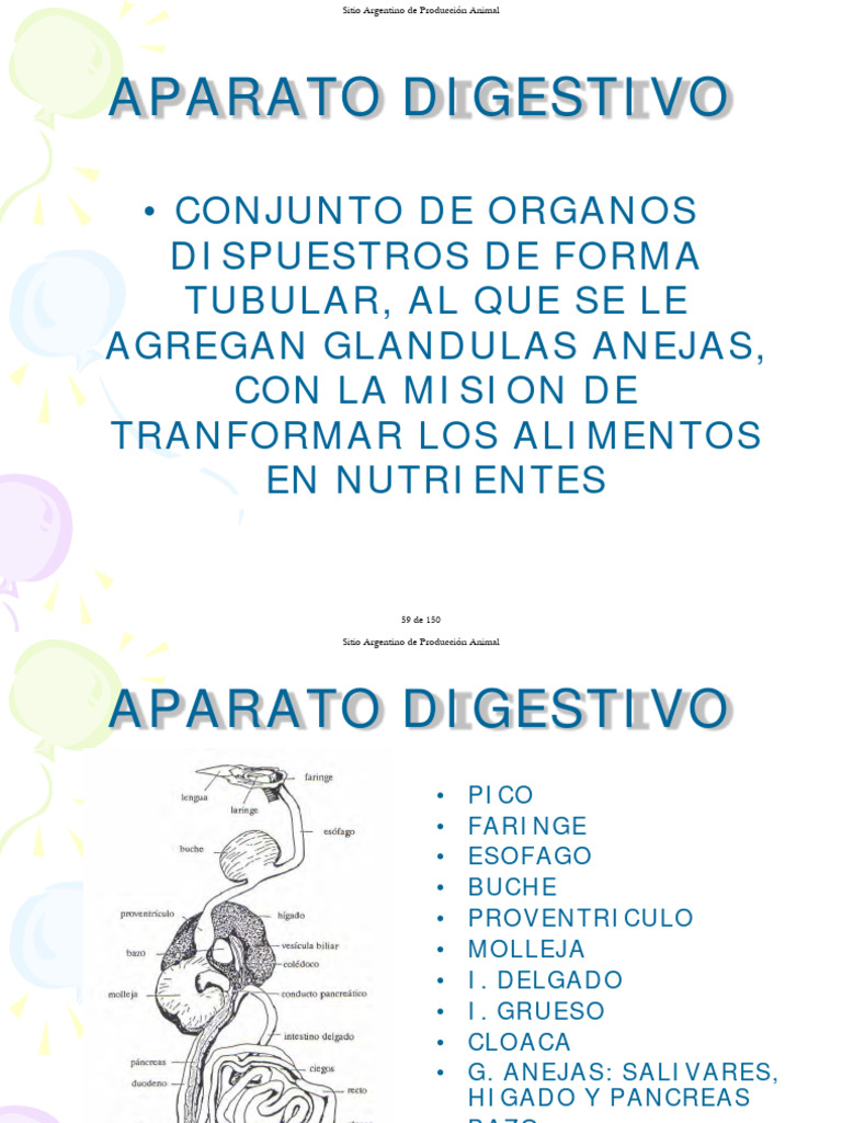 Anatomia de Las Aves | PDF | Digestión | Tracto gastrointestinal