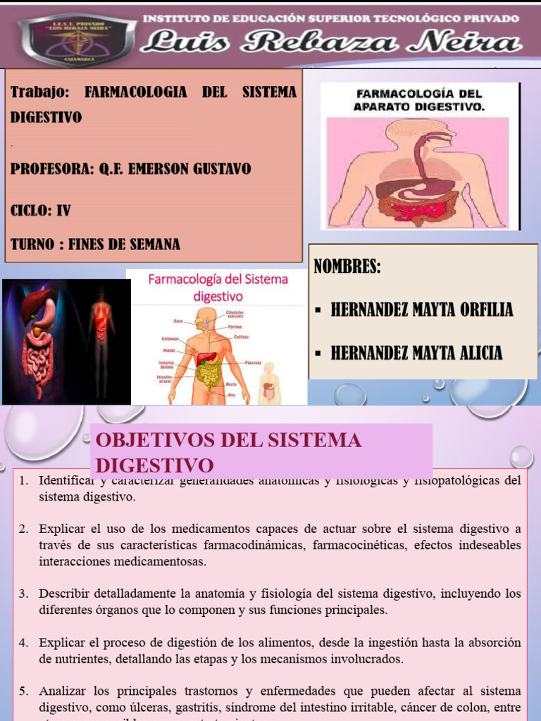 Anatomía y Función Digestiva | PDF | Digestión | Hígado