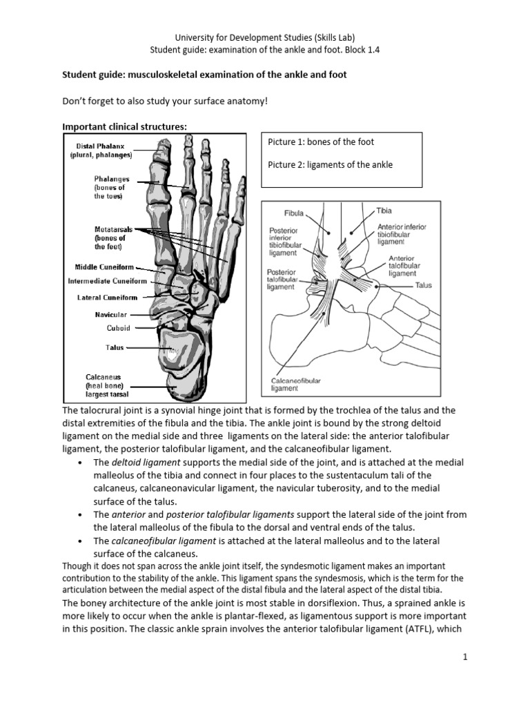 Ankle and Foot Examination Guide | PDF | Foot | Ankle