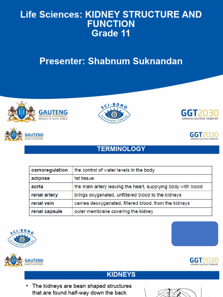 Life Sciences Gr.11 Lesson 41 Kidney Structure and Function | PDF | Kidney | Organ (Anatomy)