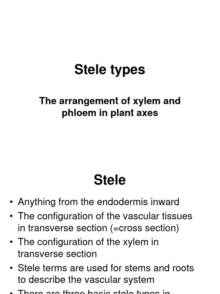 Anatoveg Vascular Evolucion Estelar stele-types-P-Fr | PDF | Plant Stem ...