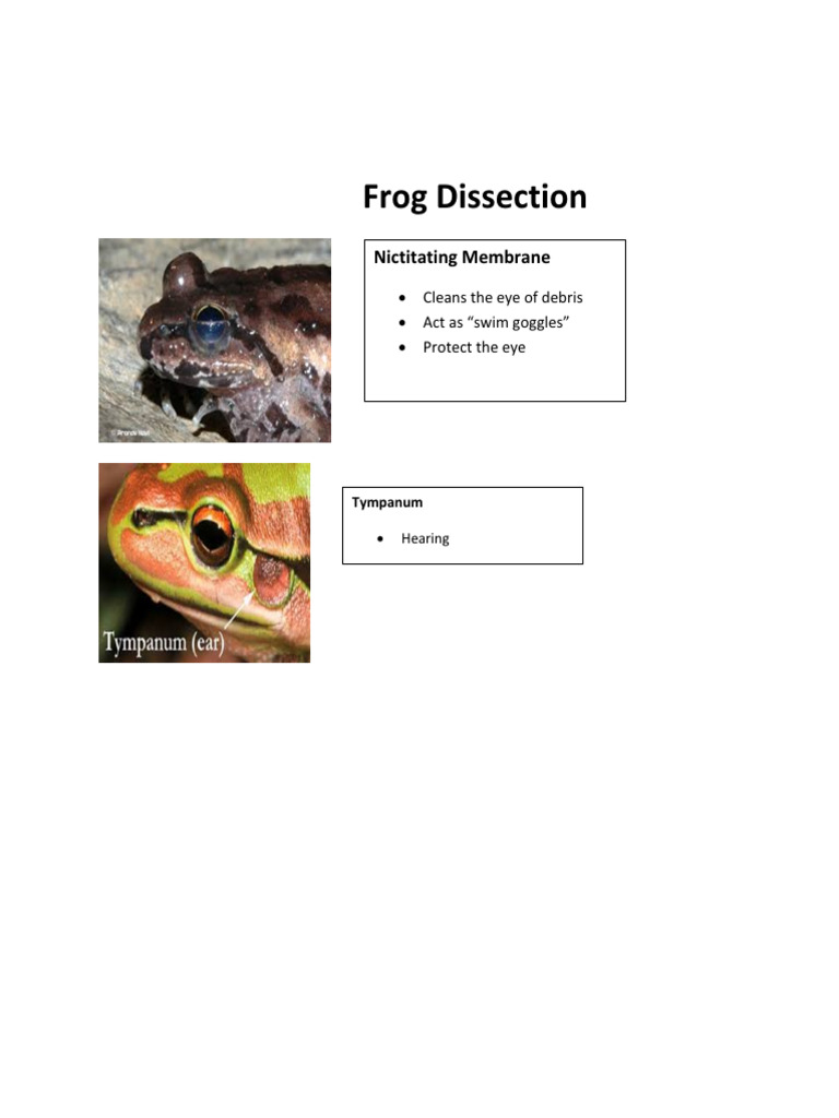 Frog Dissection IX & X-1 | PDF