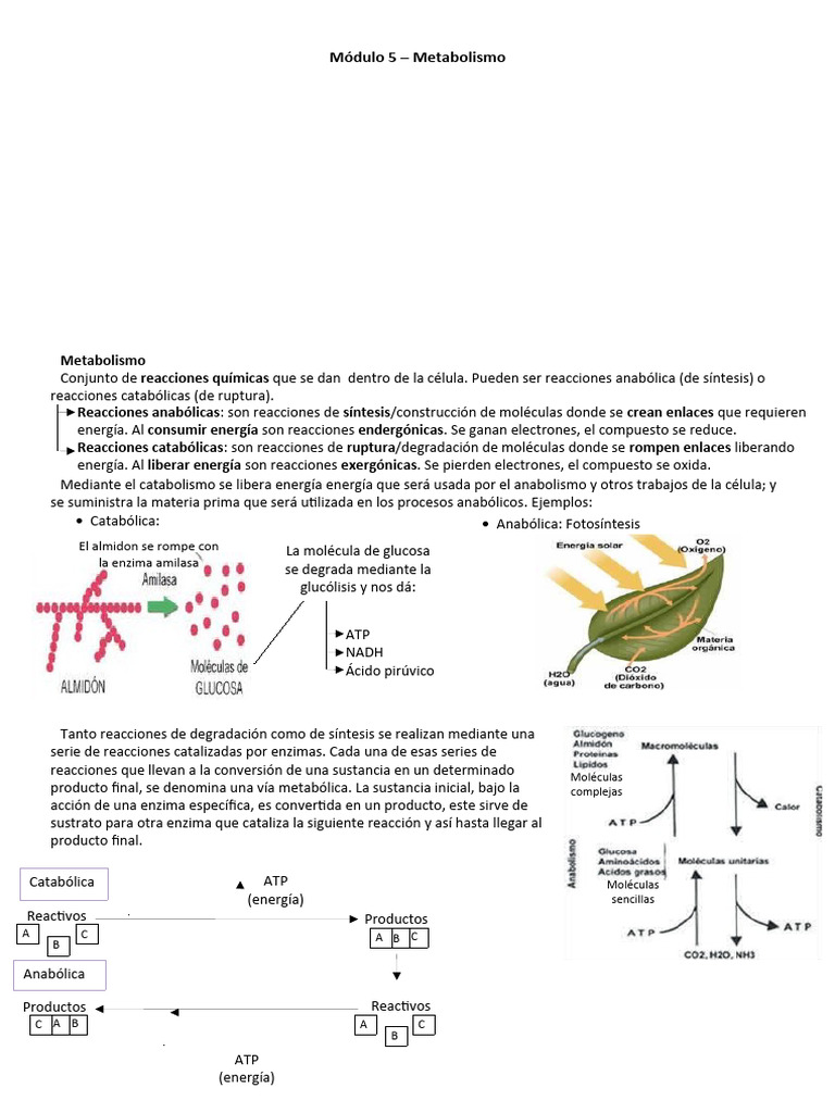 UNLaM Biociencias - Módulo 5 | PDF | Dieta y nutrición | Química