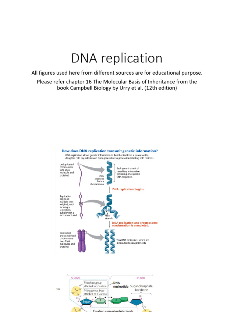 DNA Replication | PDF | Dna Replication | Dna