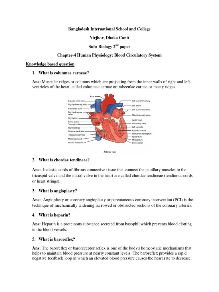Chapter-4 Human Physiology - Blood and Circulation | PDF | Heart Valve ...