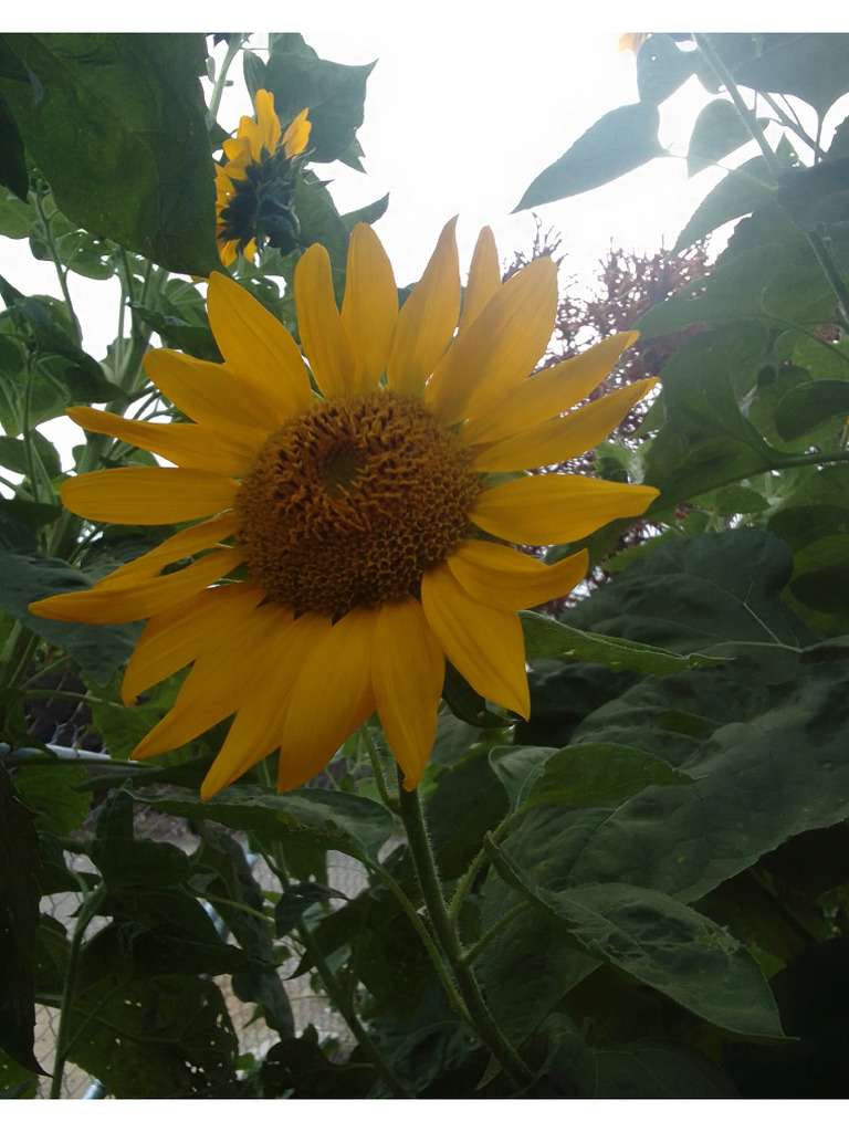 Gira Sol | PDF