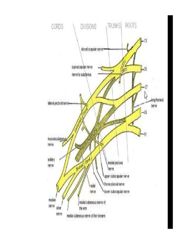 Radial Nerve | PDF