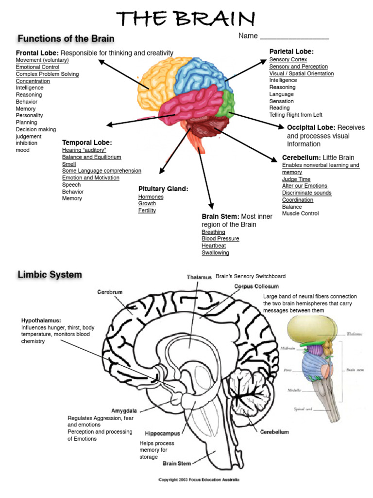 The Brain Cheat Sheet | PDF | Brain | Perception