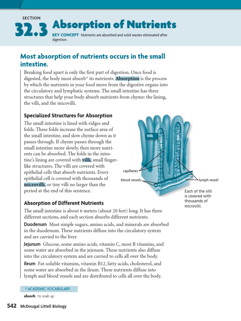 Digestive System Biology 11 | PDF | Small Intestine | Large Intestine