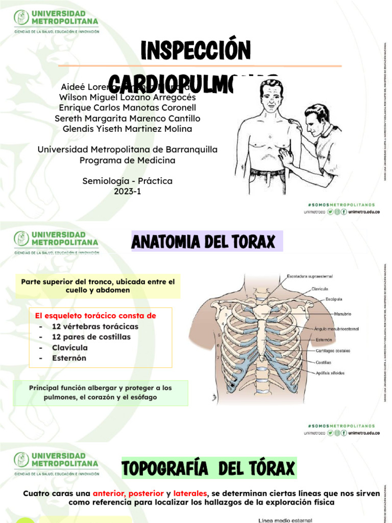Inspeccion Cardiopulmonar | PDF | Tórax | Anatomía