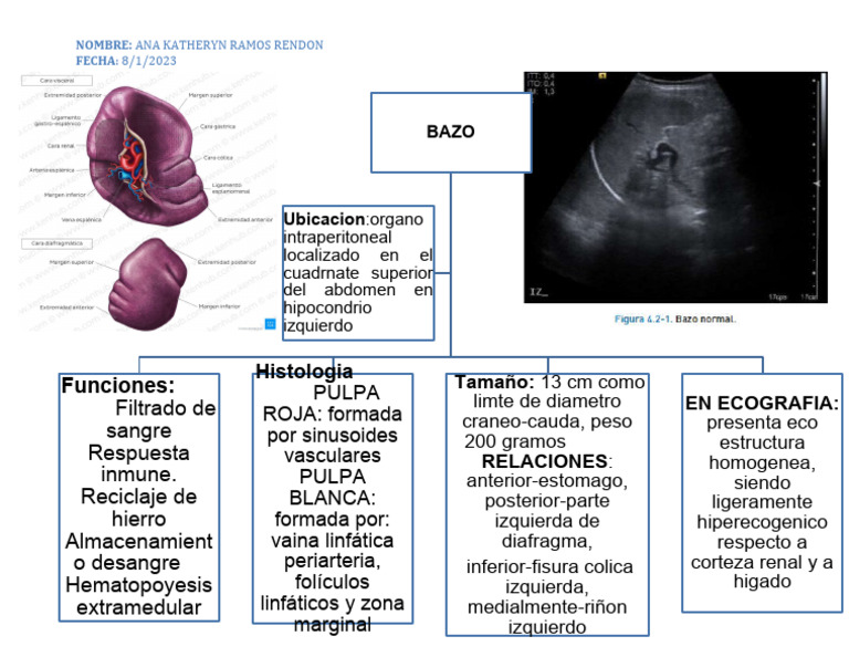 Mapa Conceptual de Bazo | PDF Mapa Conceptual de Bazo | PDF