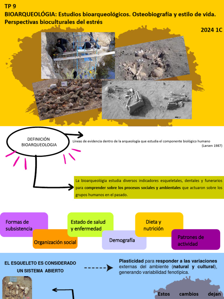 Clase Bioarqueologia 1C 2024 R.Guichón | PDF | Hueso | Cráneo